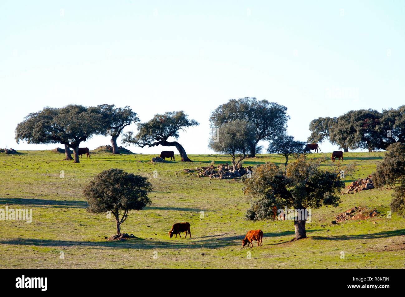 Portugal, Alentejo, landscape Stock Photo - Alamy