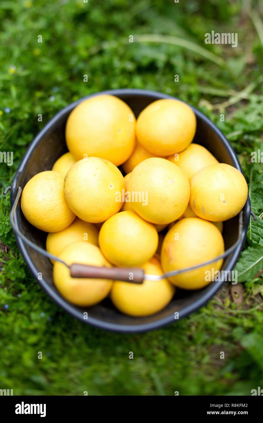 France, Haute Corse, Lucciana, grapefruit harvest at Pierre Paul ...