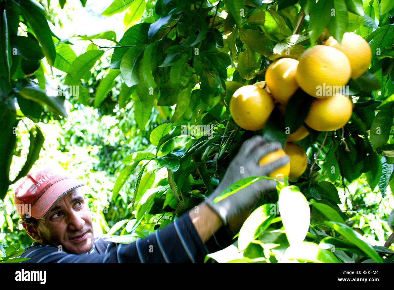 France, Haute Corse, Lucciana, grapefruit harvest at Pierre Paul ...