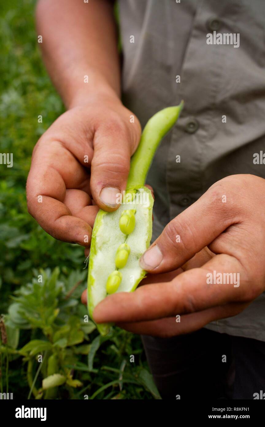 France, Paris, Alain Passart restaurant, bean collection Stock Photo ...