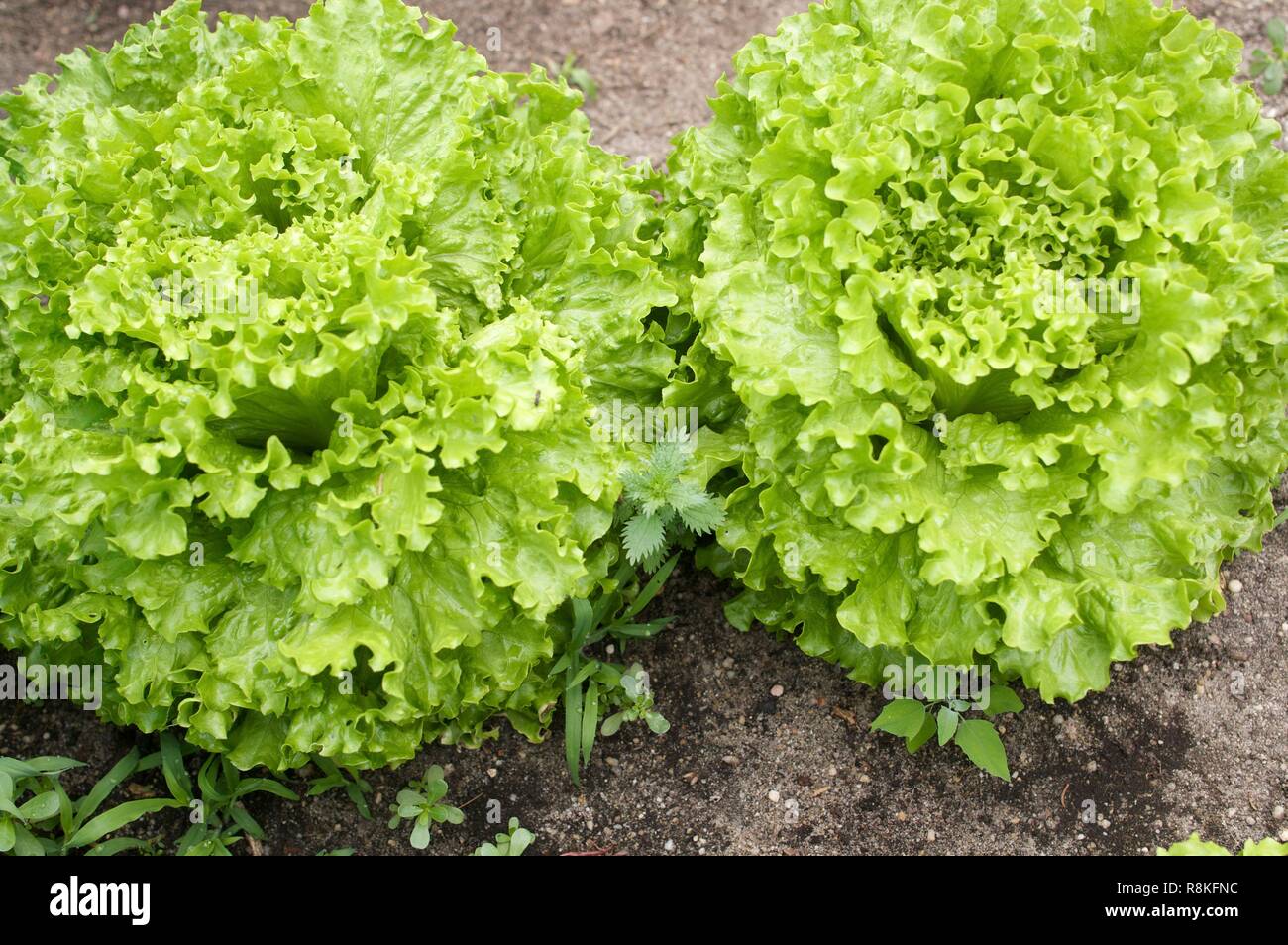 Organic vegetable garden, salad batavia Stock Photo - Alamy
