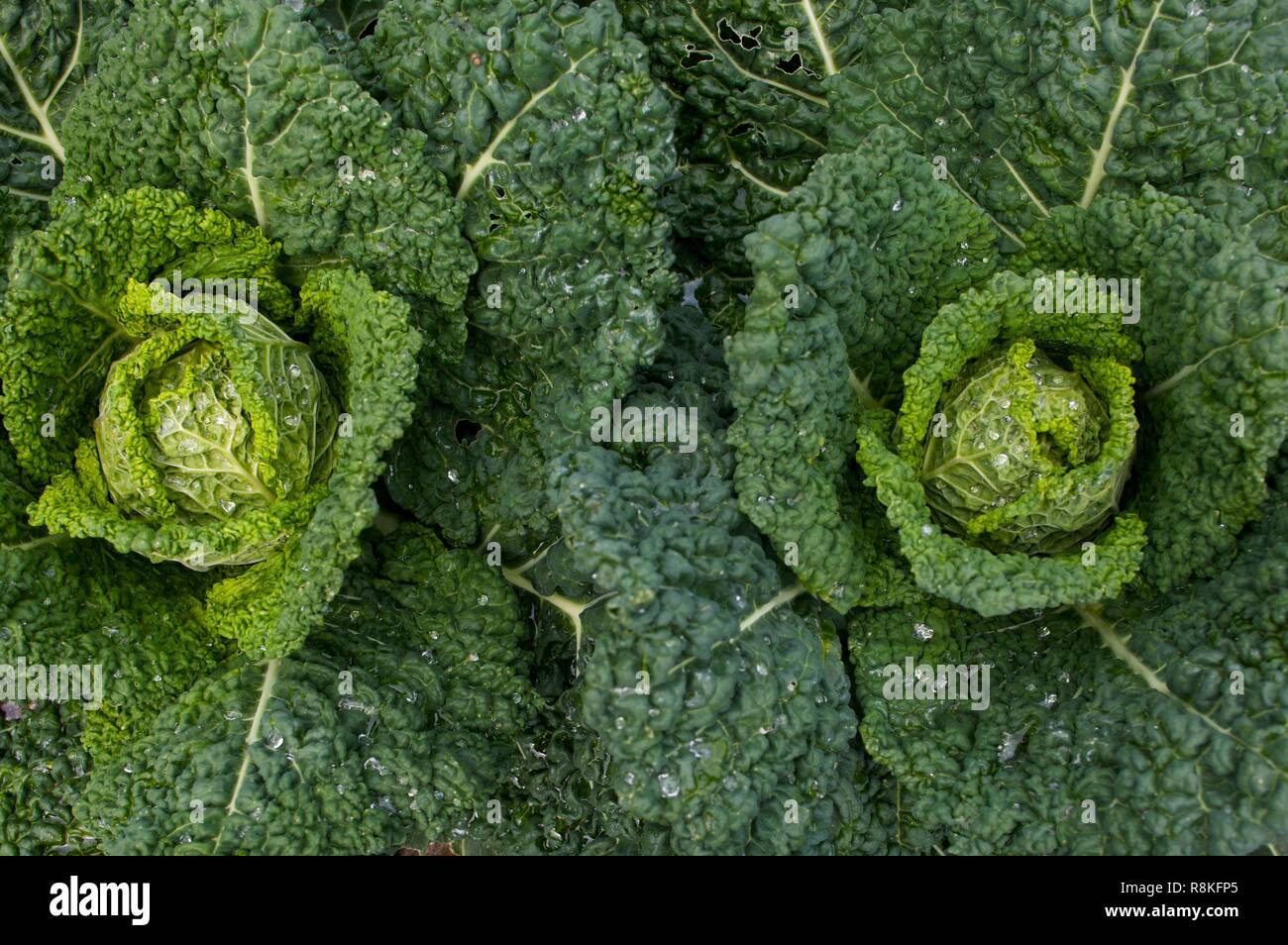 Organic vegetable garden, curly cabbage Stock Photo - Alamy
