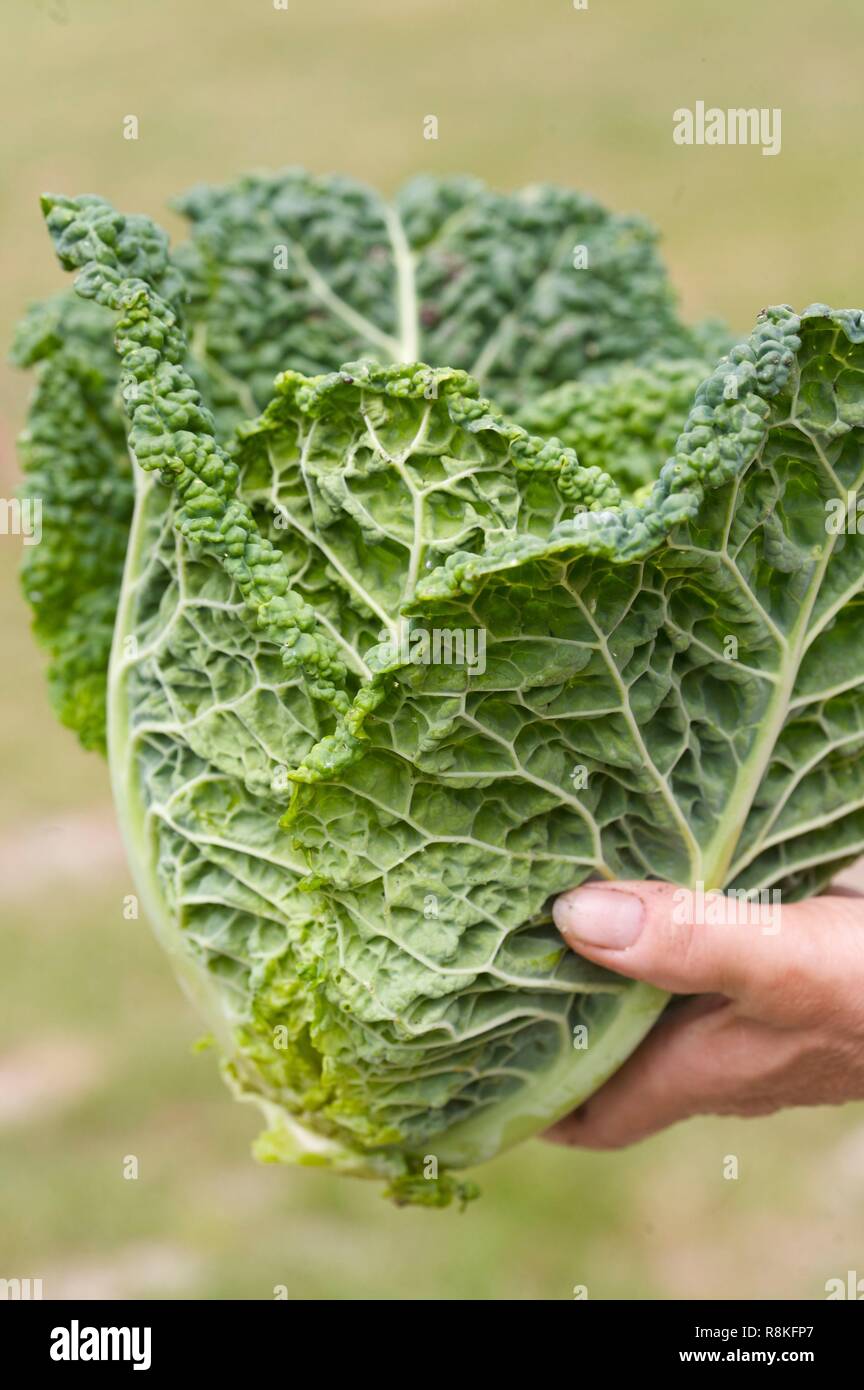 Curly cabbage hi-res stock photography and images - Alamy