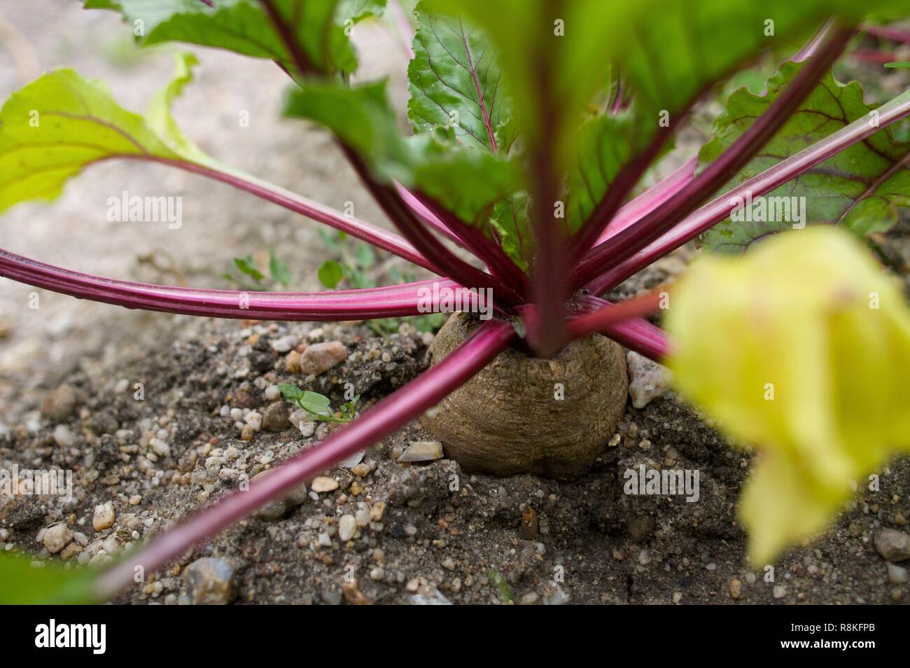 Organic vegetable garden, beetroot Stock Photo - Alamy