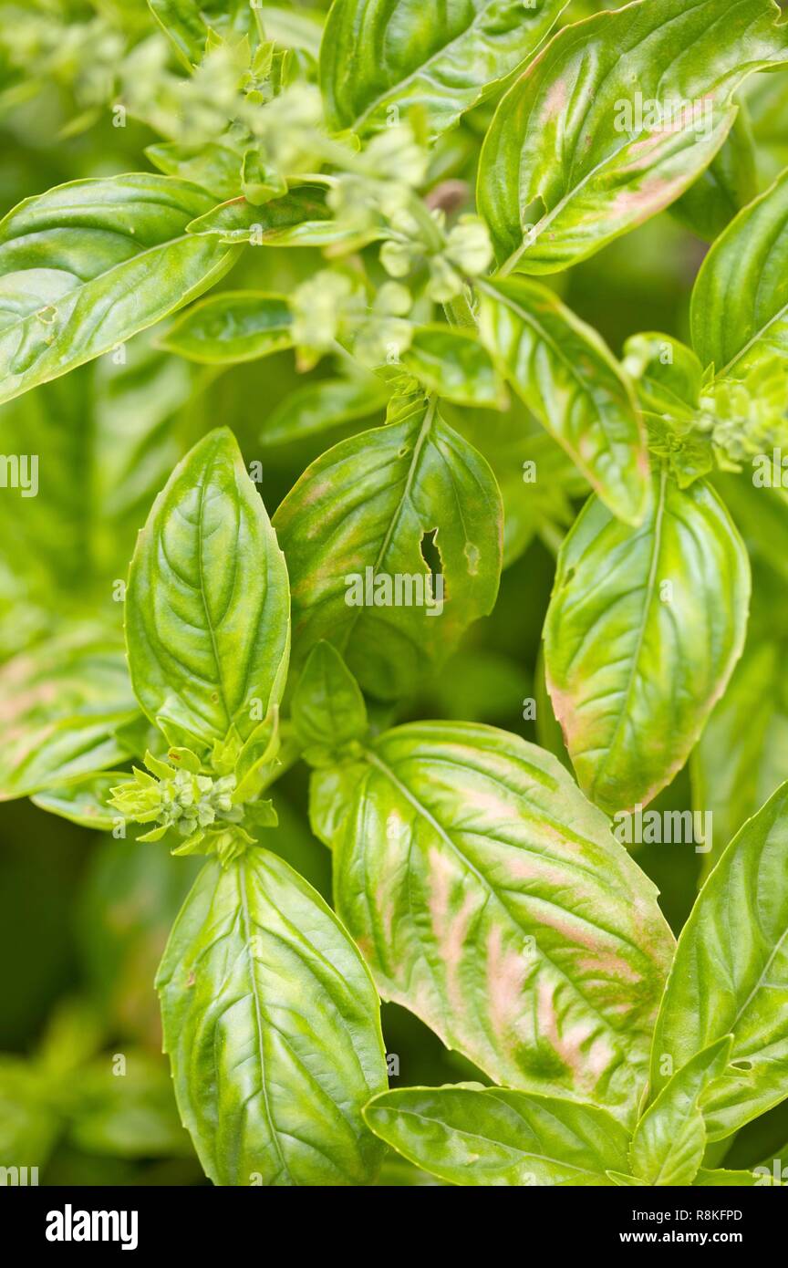 Organic vegetable garden, basil Stock Photo - Alamy