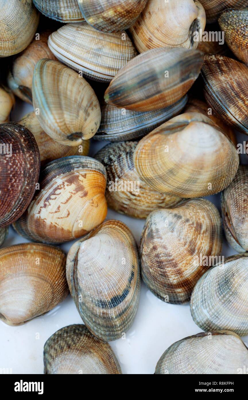Carpet shell clams hi-res stock photography and images - Alamy