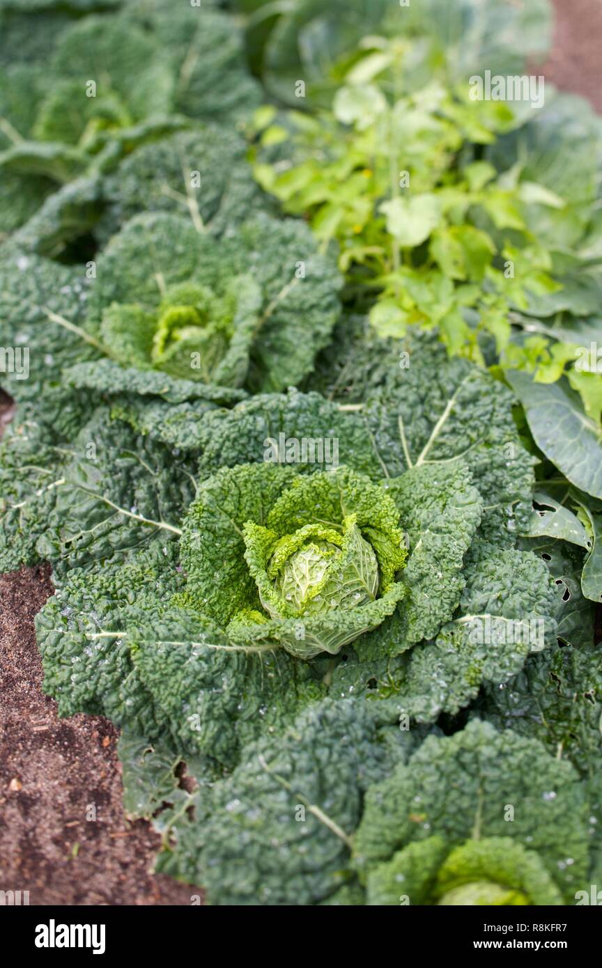 Organic vegetable garden, kale row Stock Photo - Alamy