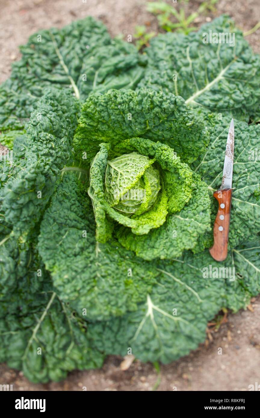 Organic vegetable garden, green cabbage Stock Photo - Alamy
