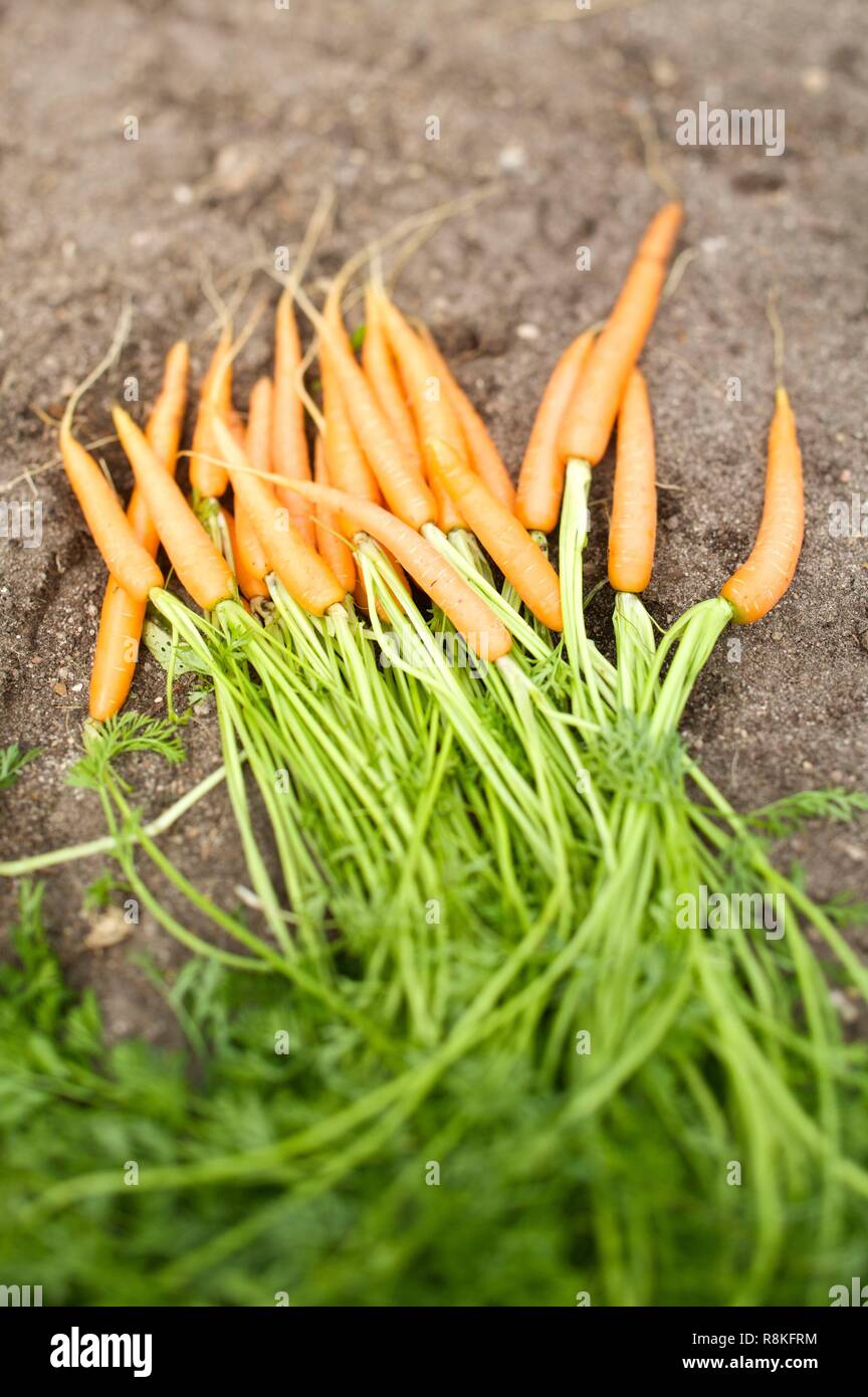 Organic vegetable garden, bunch of carrots Stock Photo - Alamy