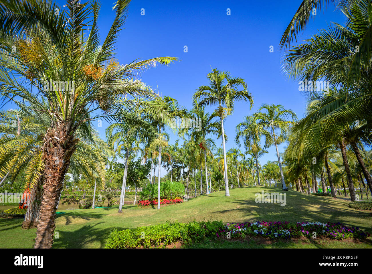 palm tree garden in the park / beautiful palm garden and flower ...