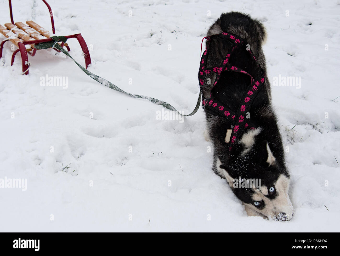breed husky sled dogs in the winter. Northern husky dogs. riding on ...