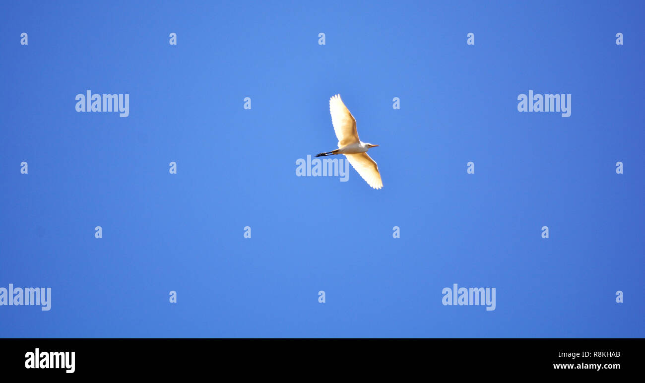 birds flying / one white birds flying in the blue sky background Stock ...