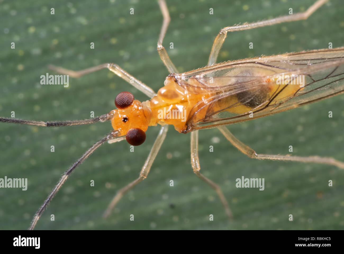 Macro Photography of Yellow Insect on Green Leaf Stock Photo - Alamy