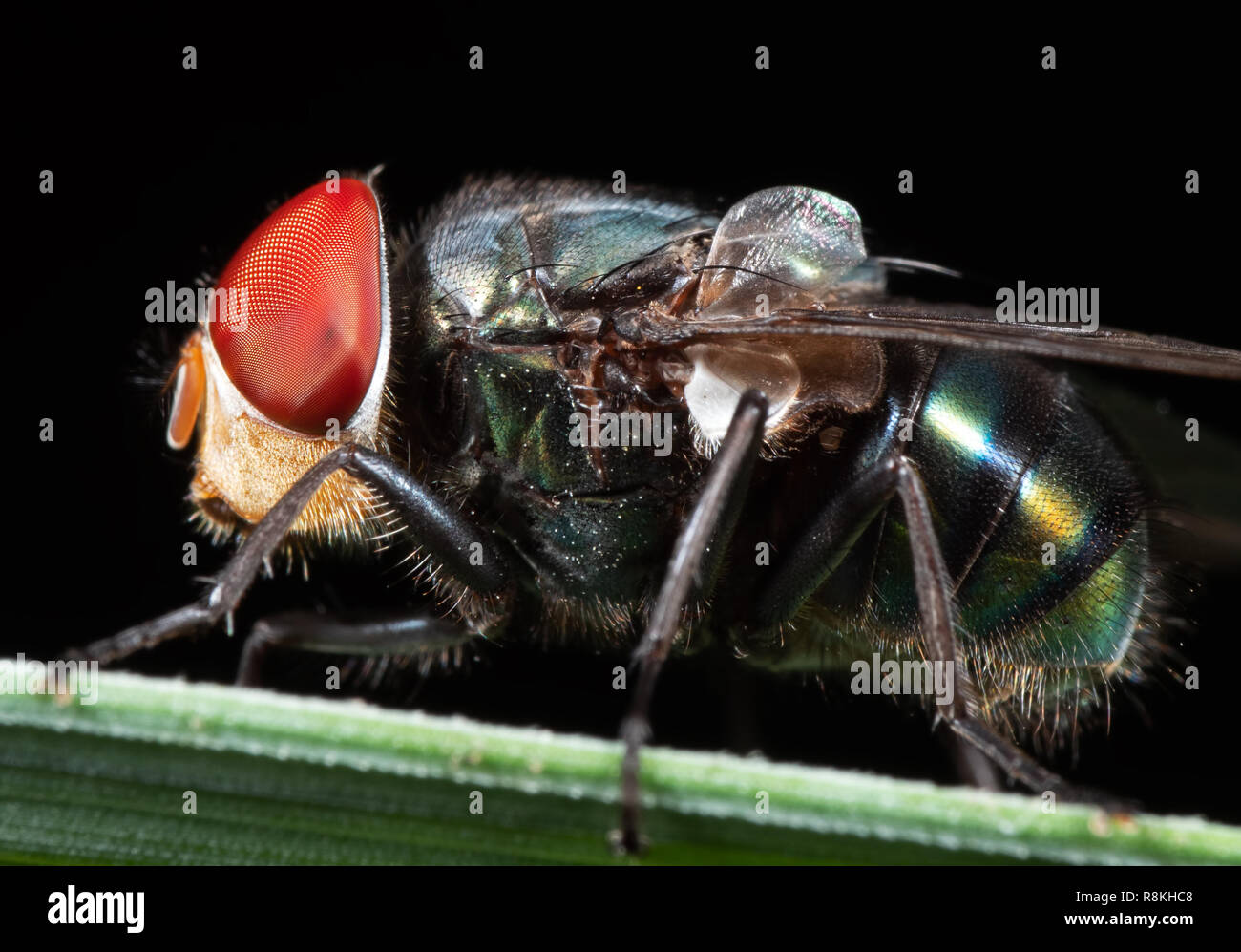 Macro Photography of Blowfly on Green Leaf Isolated on Black Background ...