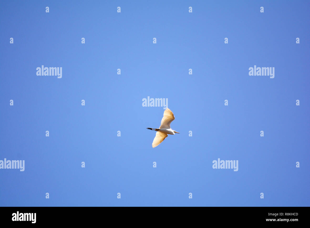 birds flying / one white birds flying in the blue sky background Stock ...
