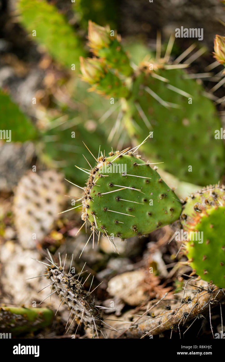 Detail of the plains prickly pear cactus Stock Photo - Alamy