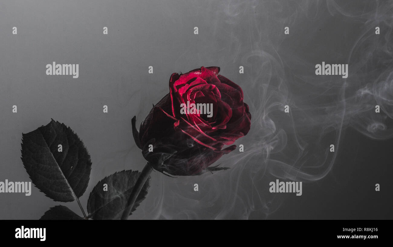 The Smokey Rose Stock Photo - Alamy