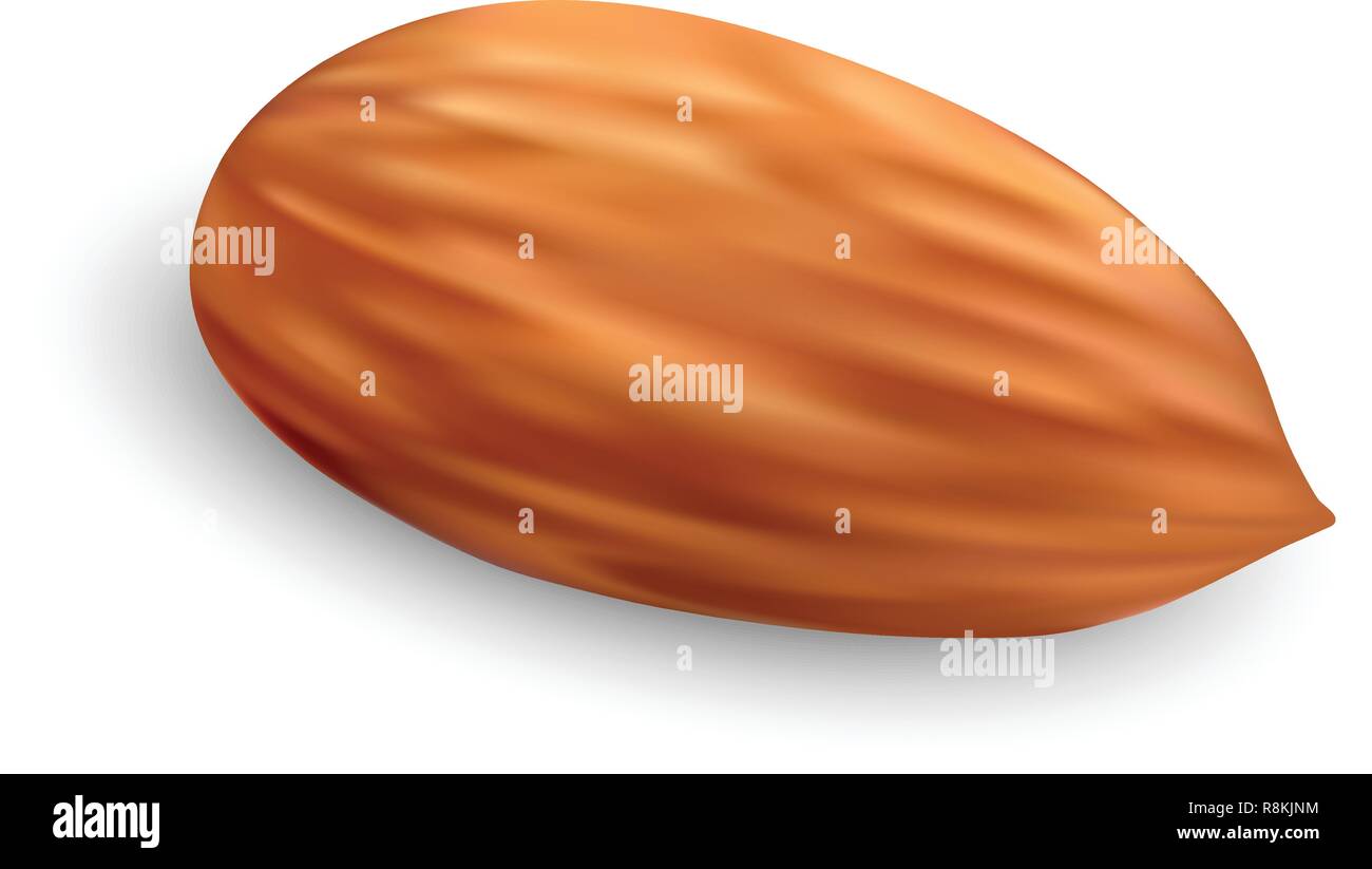 Almond nut icon. Realistic illustration of almond nut vector icon for ...