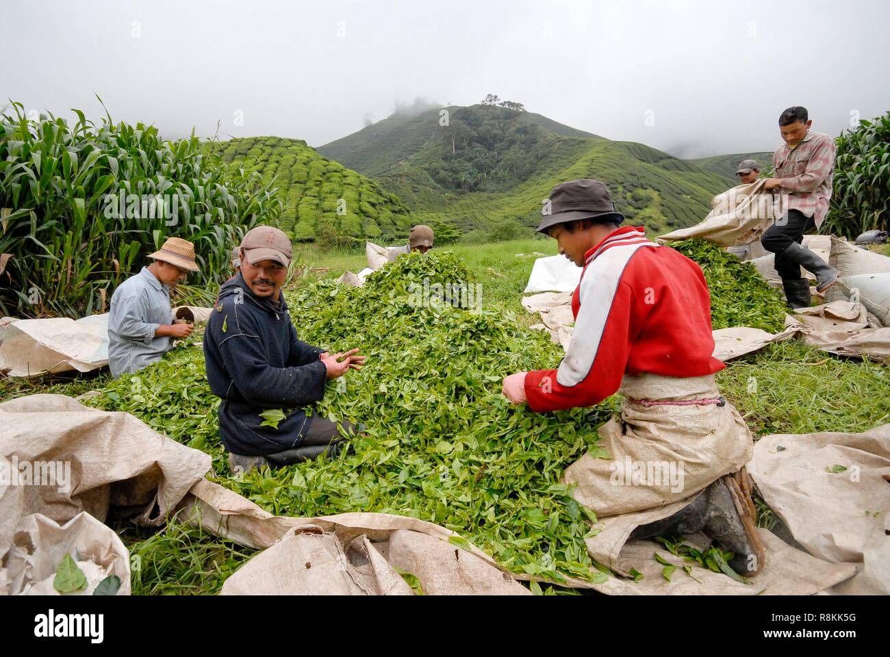 Malaysia, Perak, Cameron Highlands, Boh Tea Plantation, harvesting the ...