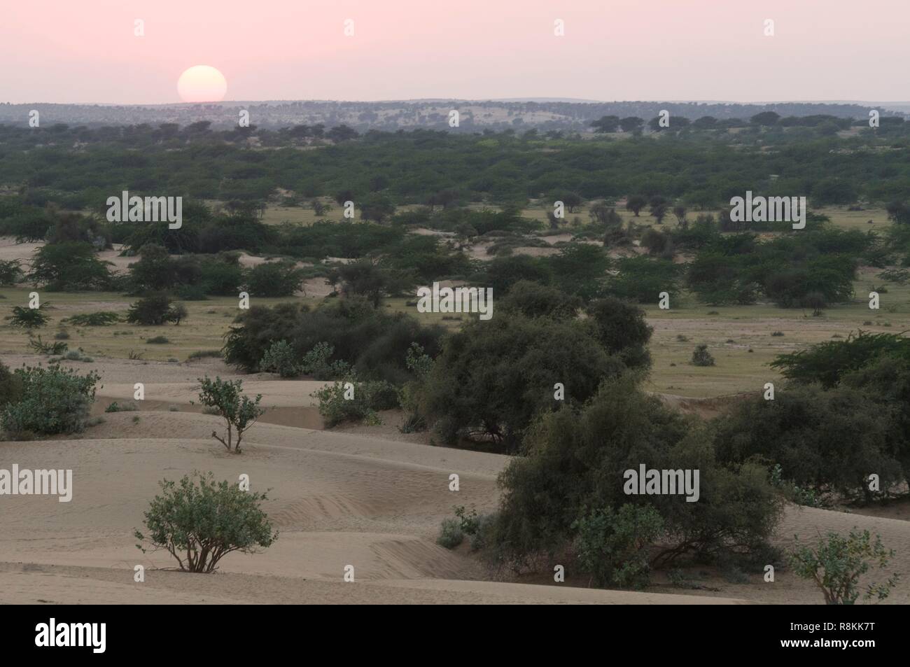 Thar desert tree hi-res stock photography and images - Alamy