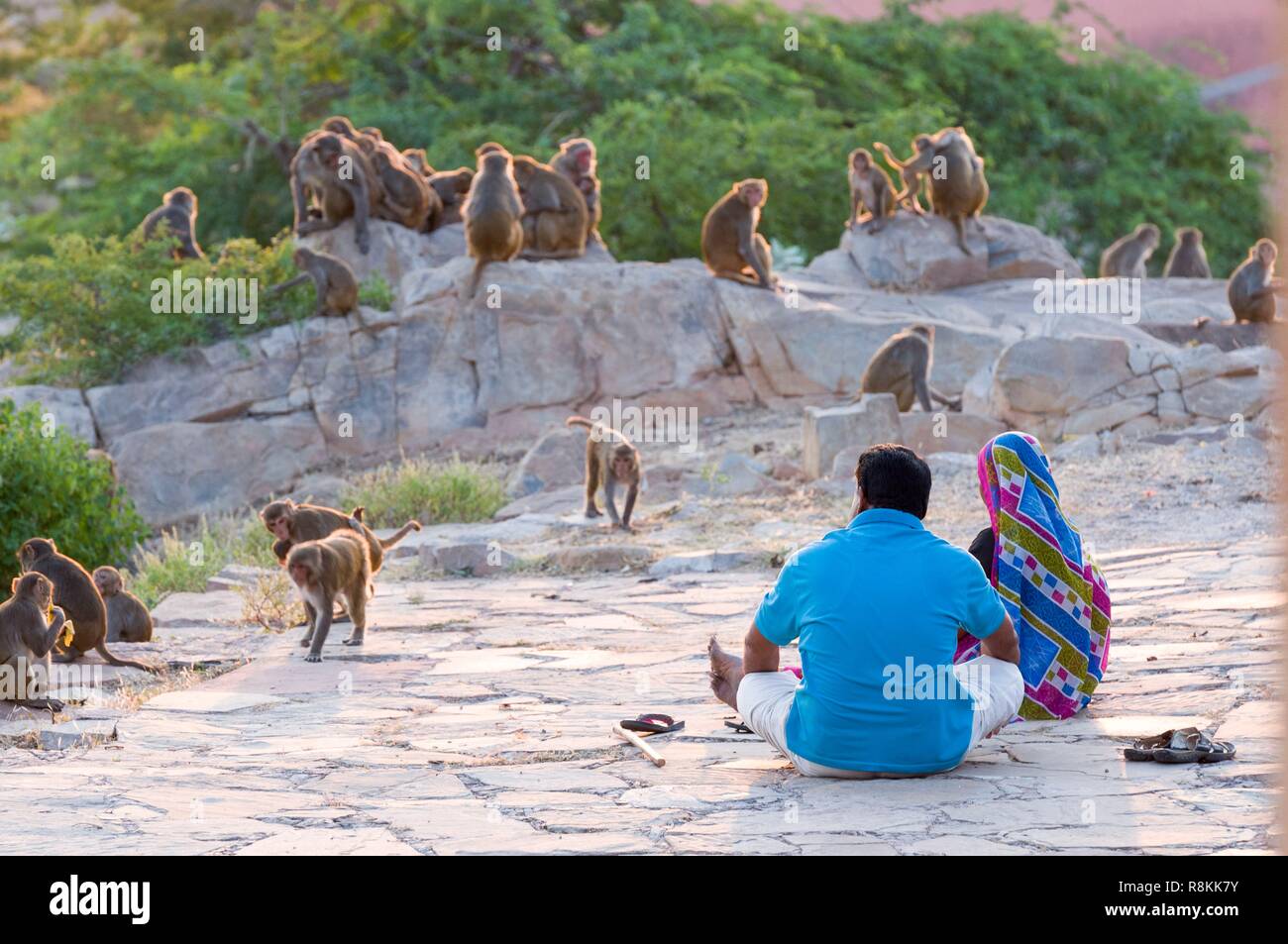 India, Rajasthan State, Jaipur, Galta Temple dedicated to the Hanuman ...