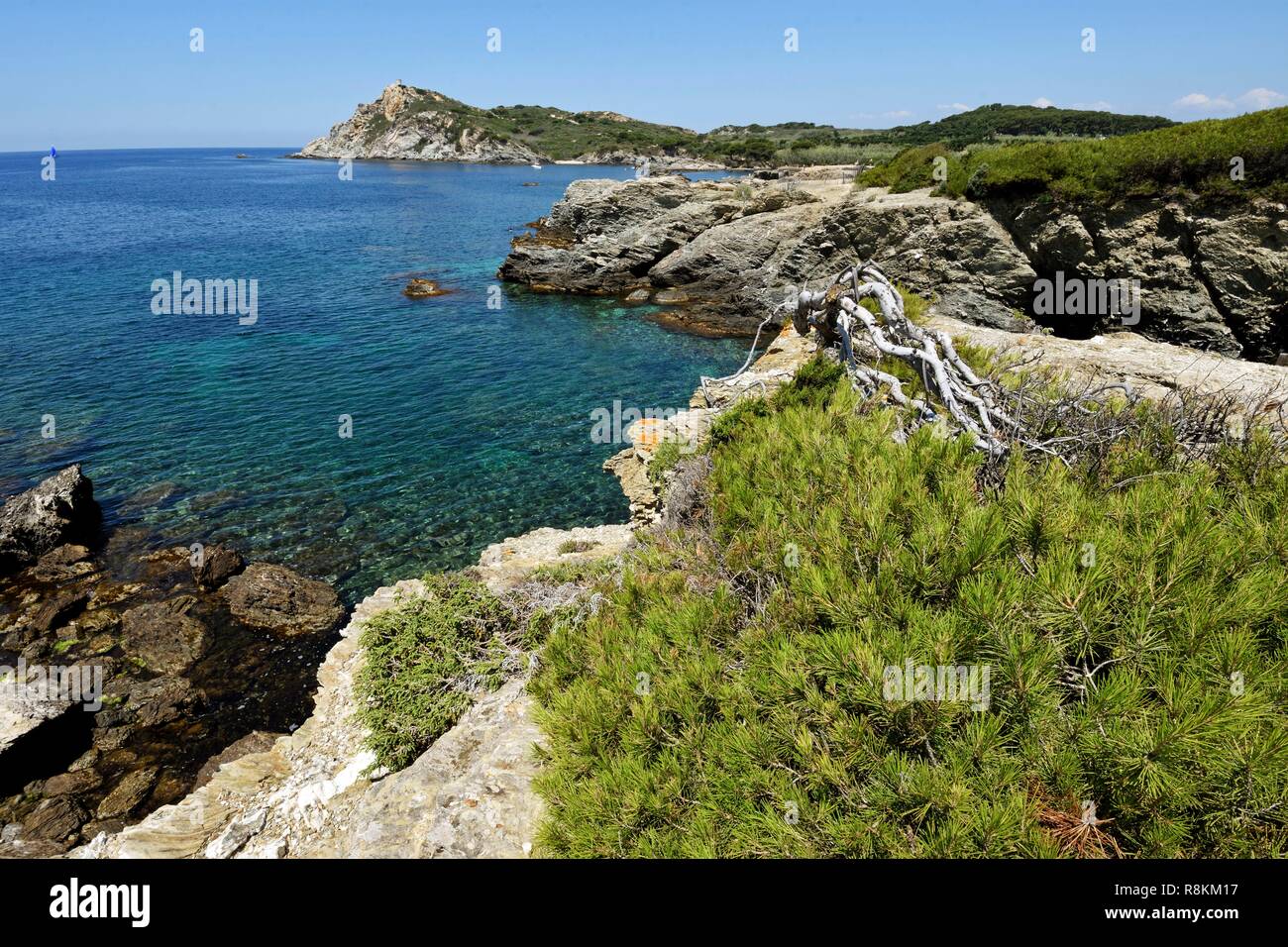 France, Var, Six Fours les Plages, Le Brusc, peninsula of Gaou, Alep ...