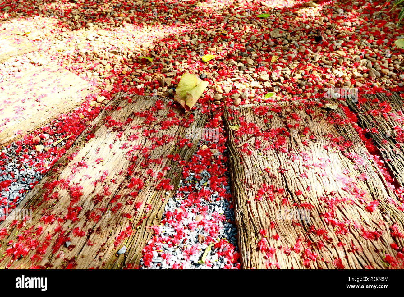Pollen red fall spread on the area is gravel and floor stone blocks ...