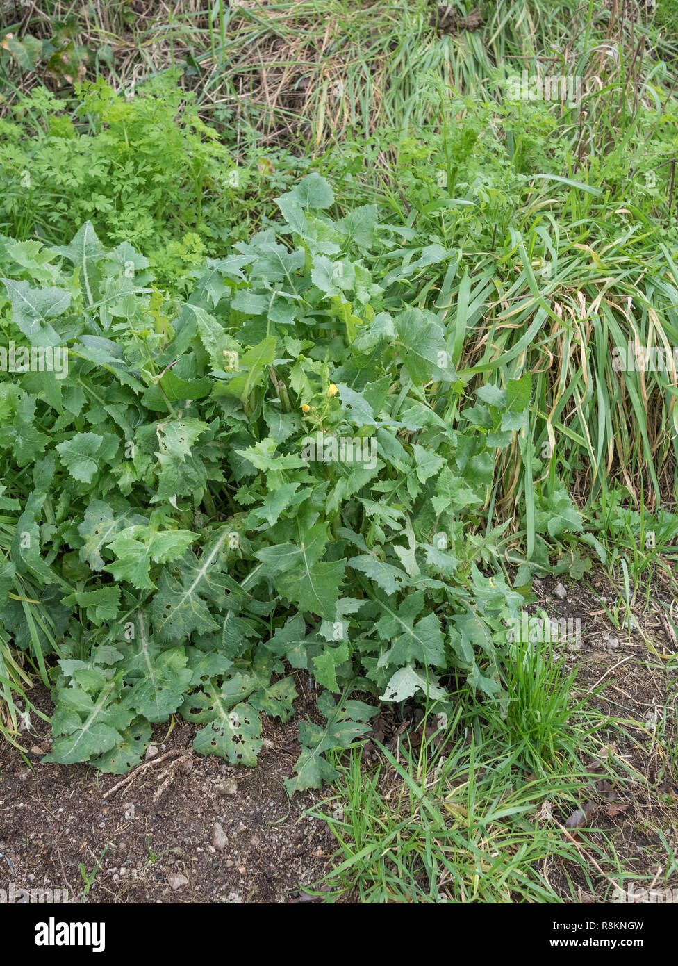 Crespino comune hi-res stock photography and images - Alamy