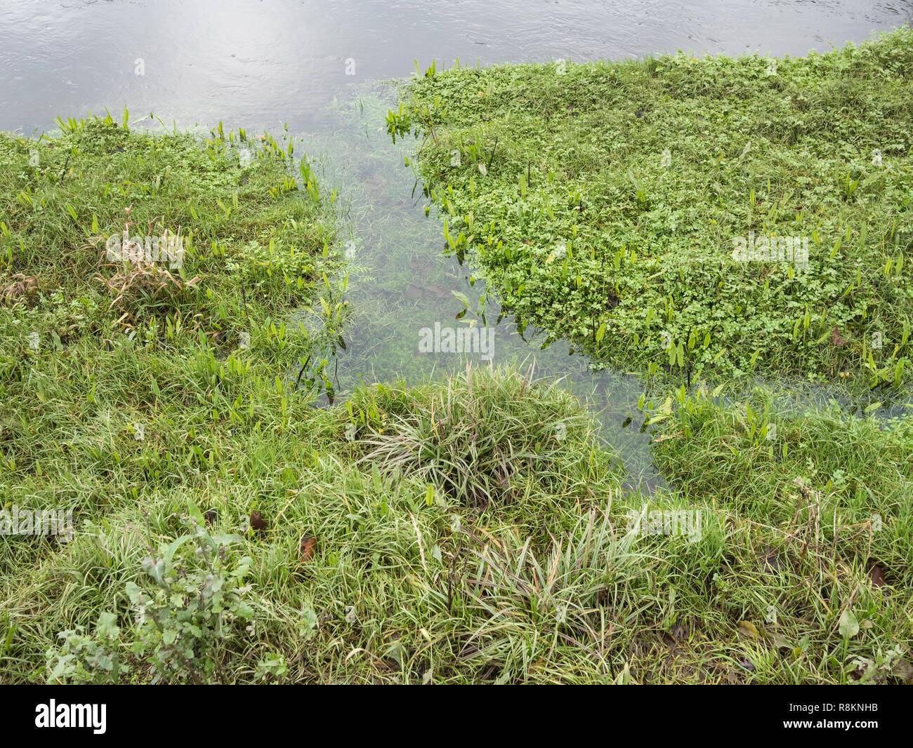 Patch of land covered with rising water Stock Photo - Alamy