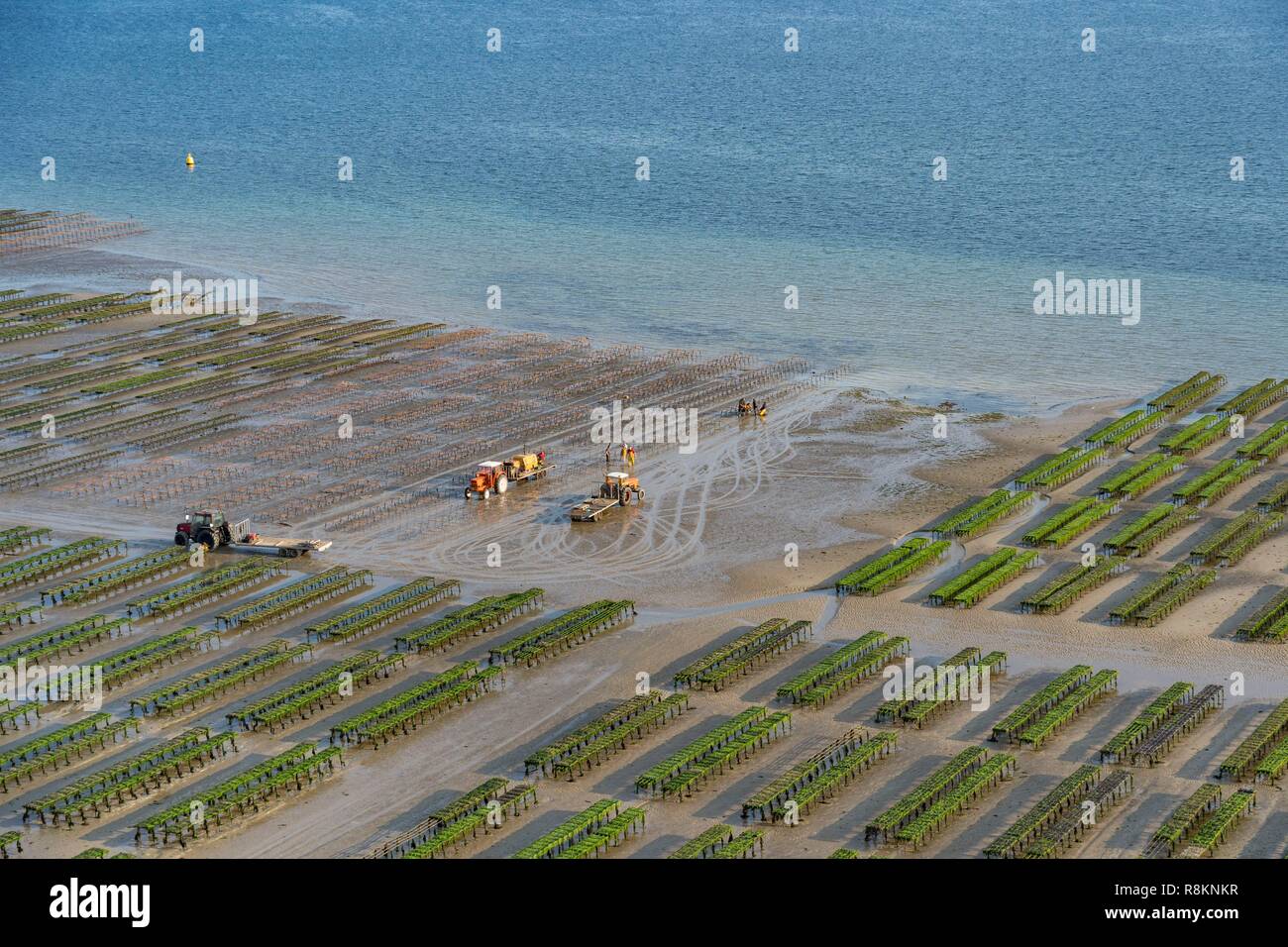 France, Normandie, Calvados, Asnelles, Le Hamel, oyster park (aerial ...