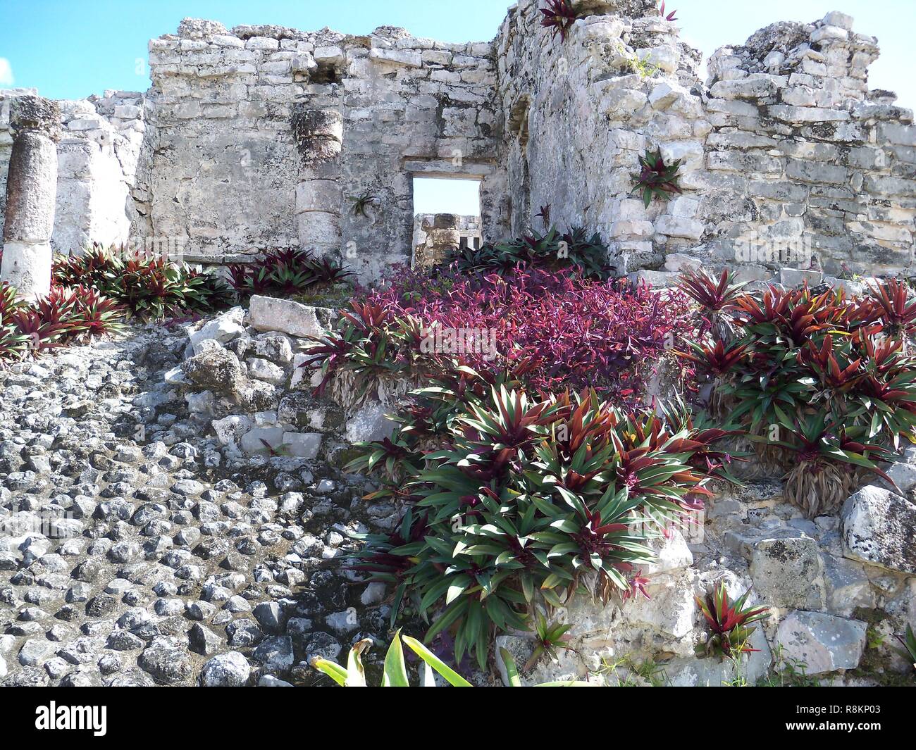 Flowering Plants in Tulum Ruins, Mexico Stock Photo - Alamy