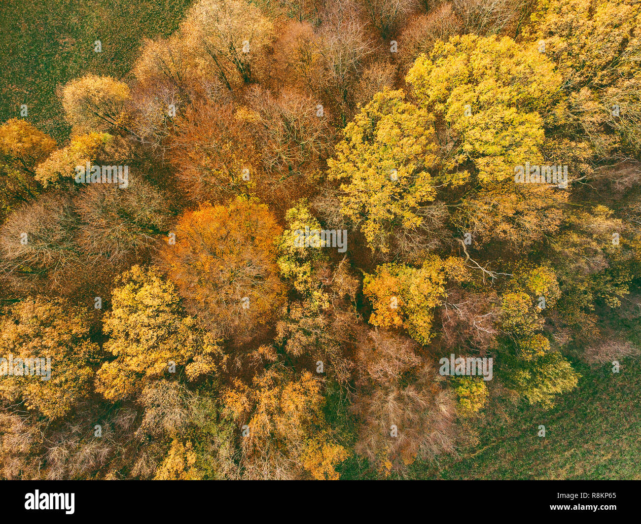 Pine trees birds eye view hi-res stock photography and images - Alamy
