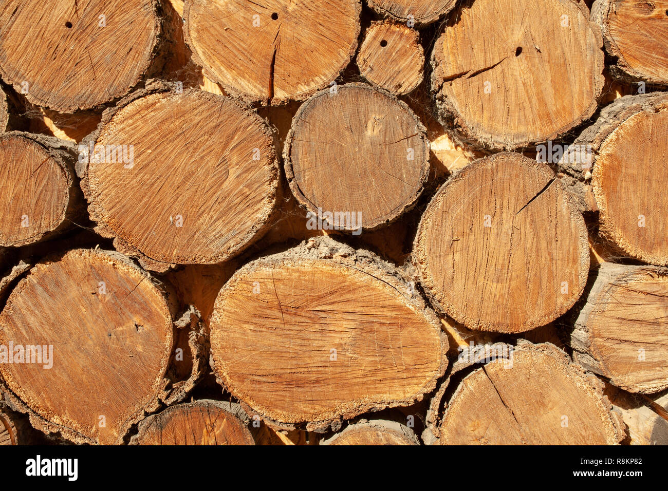 wood round timber background close up. Natural wooden pattern Stock ...