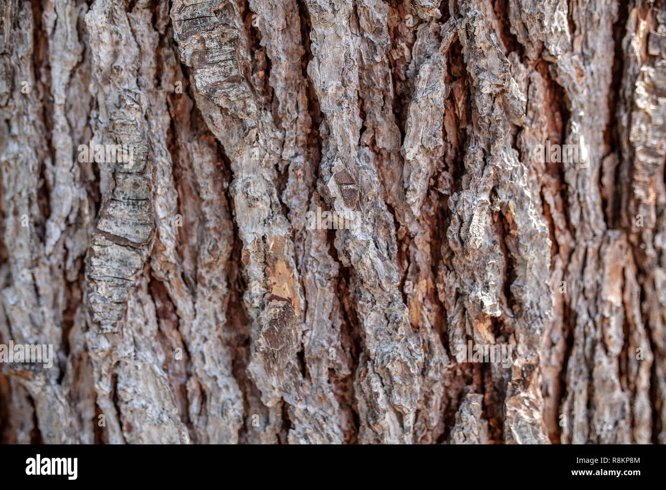 Background texture of tree bark. Skin the bark of a tree that traces ...