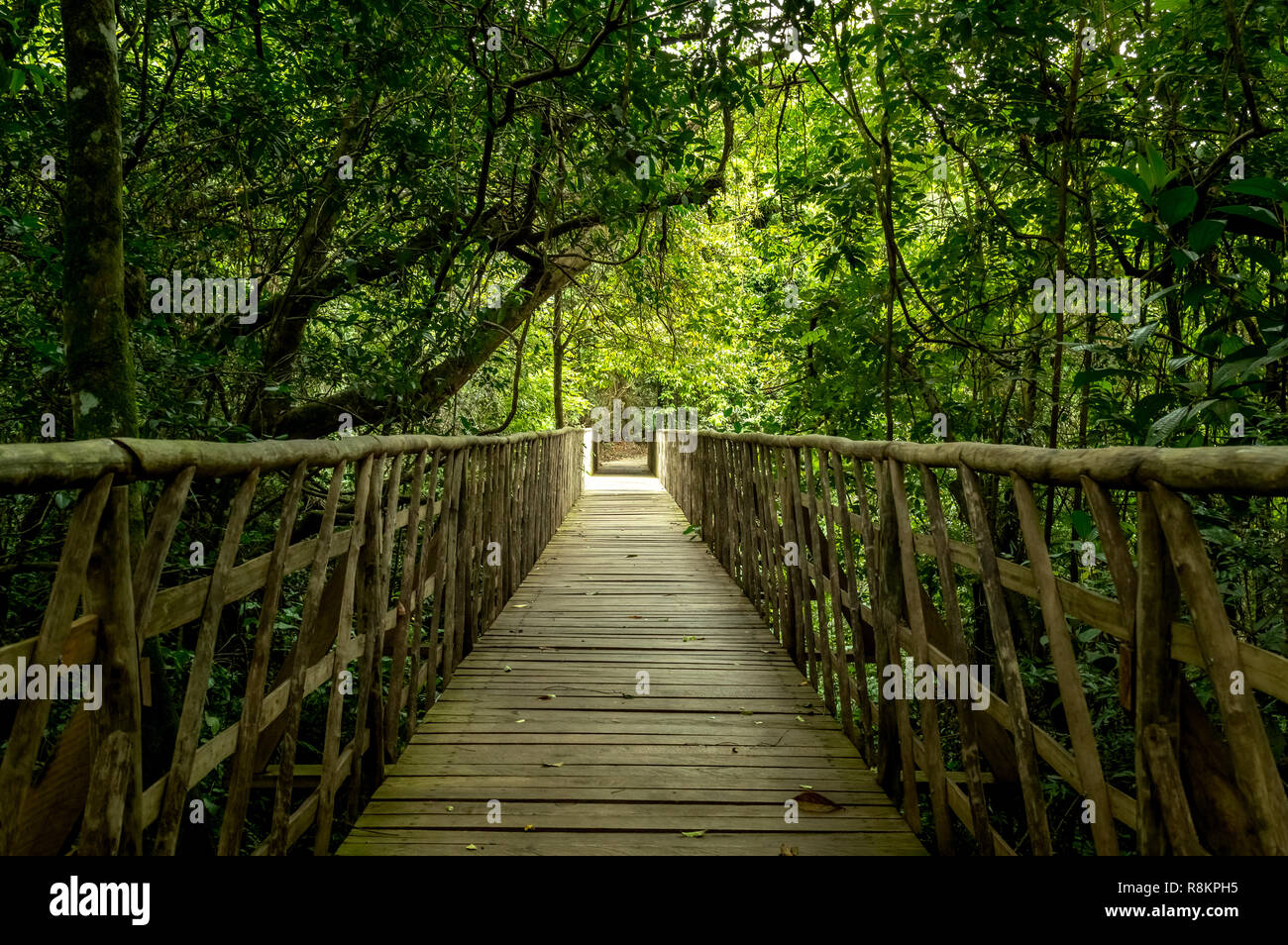 Wood footpath bridge in a tropical forest Stock Photo - Alamy