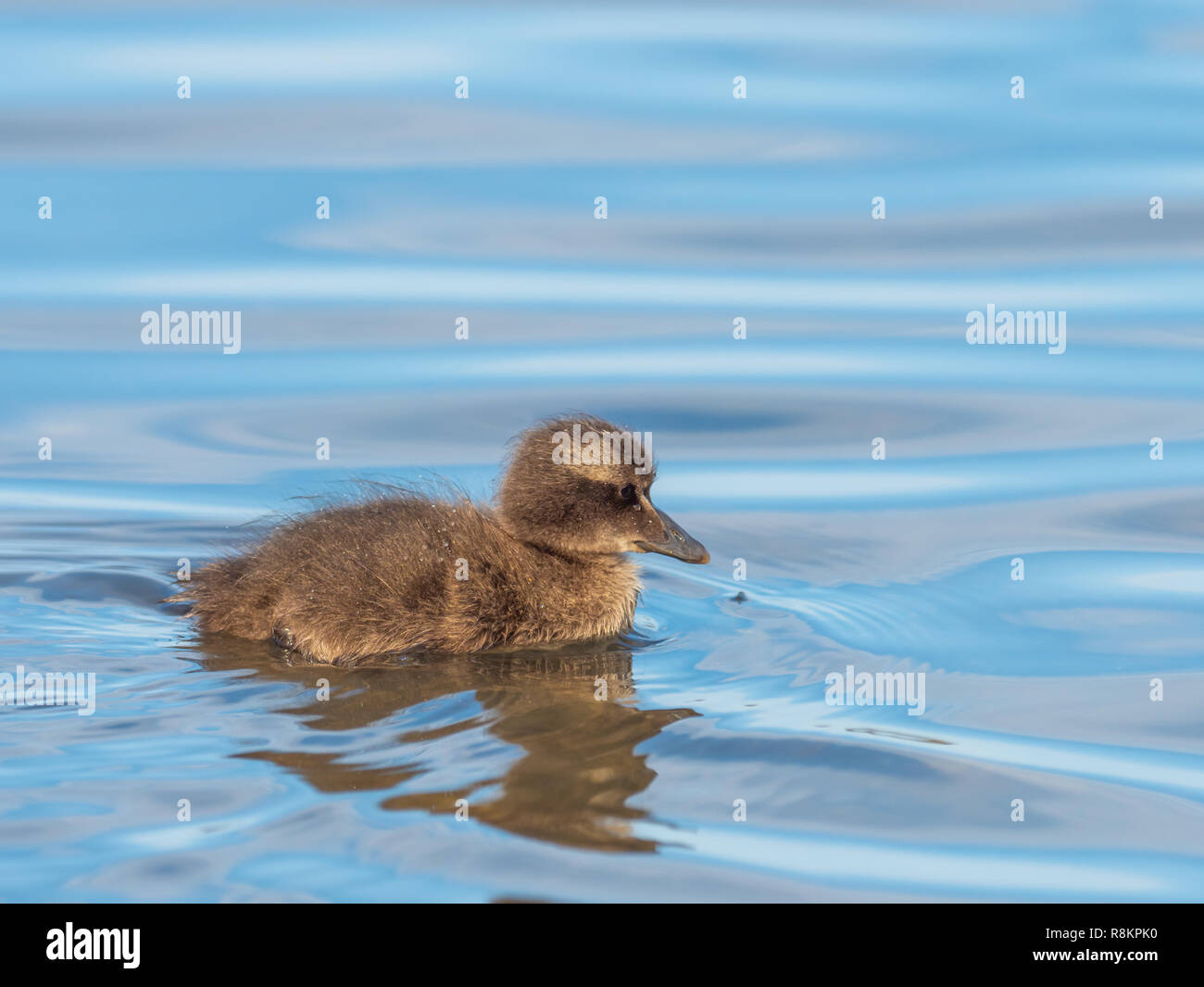 Eider duck farne islands hi-res stock photography and images - Alamy