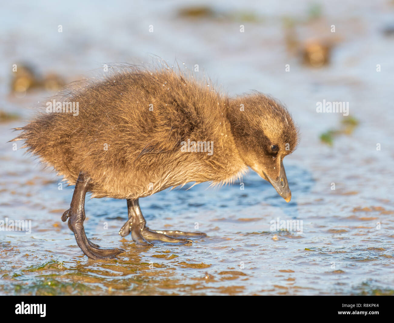 Sea ducks farne islands hi-res stock photography and images - Alamy