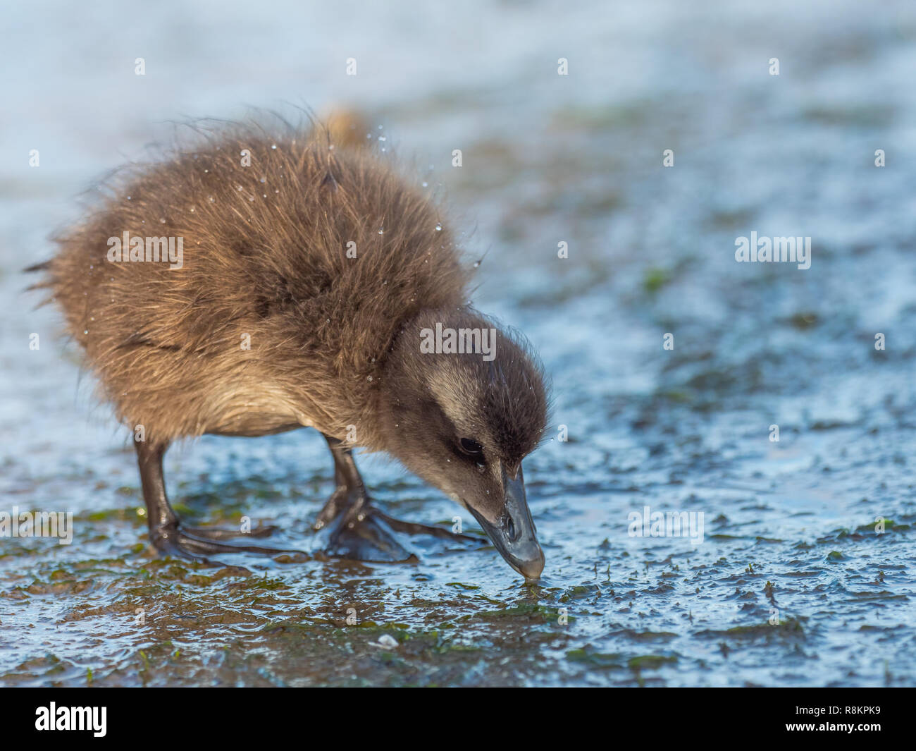 Sea ducks farne islands hi-res stock photography and images - Alamy