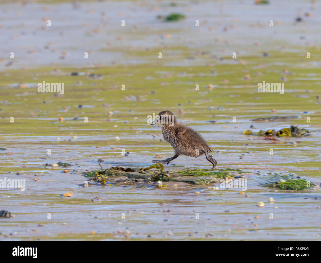 Sea ducks farne islands hi-res stock photography and images - Alamy