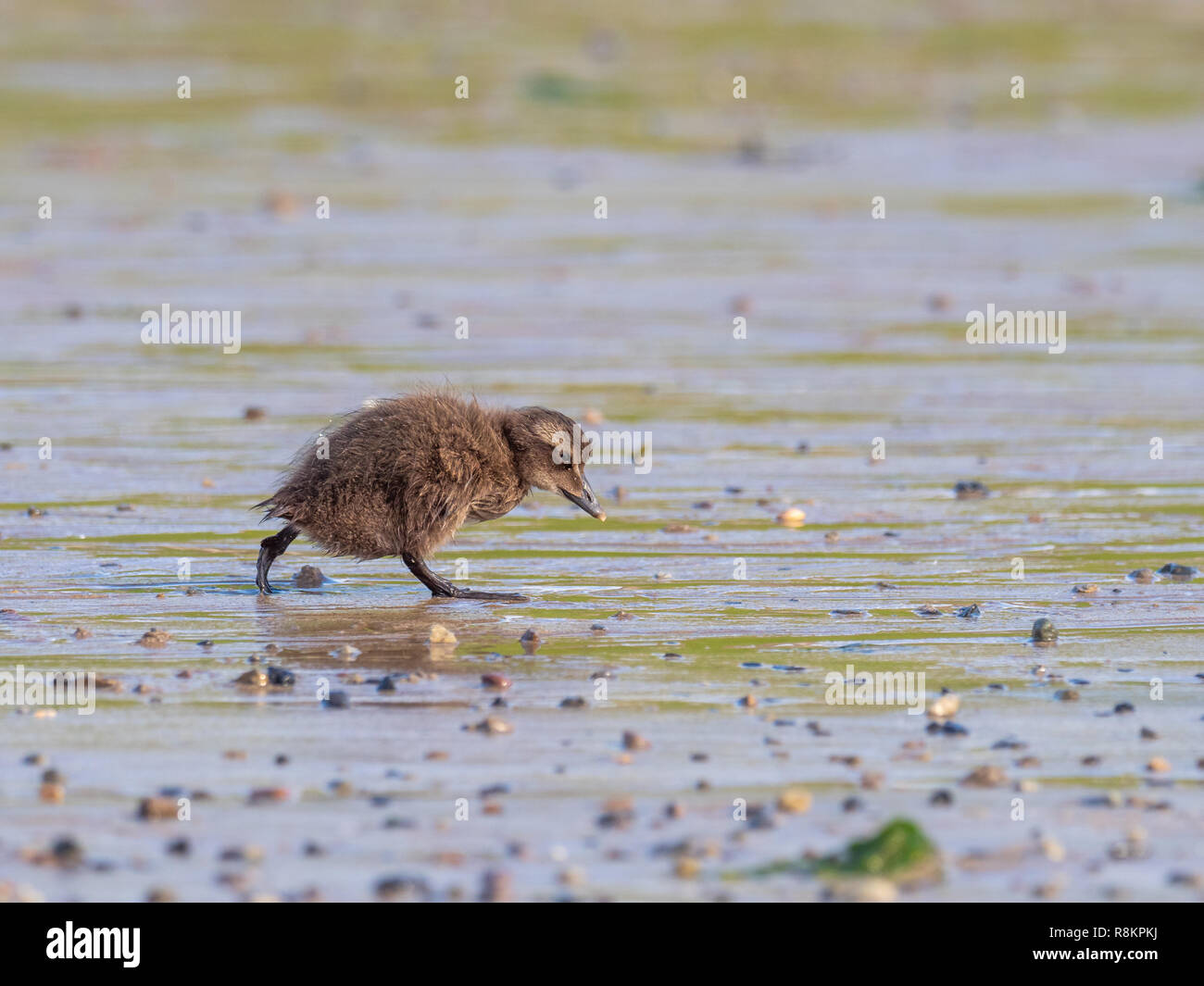 Sea ducks farne islands hi-res stock photography and images - Alamy
