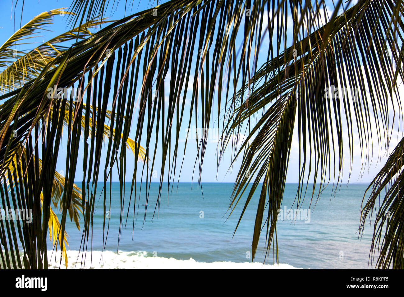 indonesia bali, kuta beach palm trees ocean view Stock Photo - Alamy
