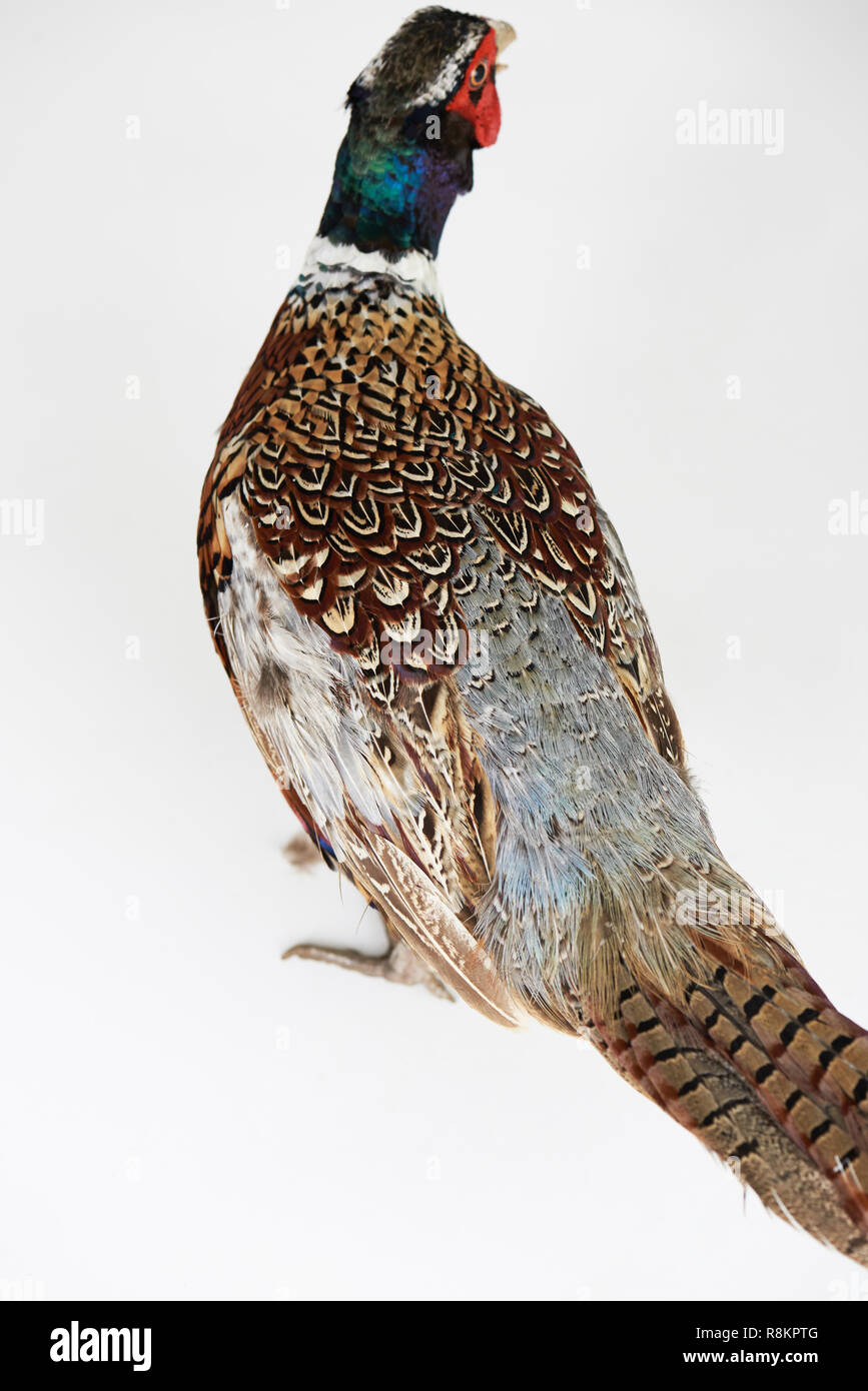 Colorful pheasant animal view from back isolated on white background ...