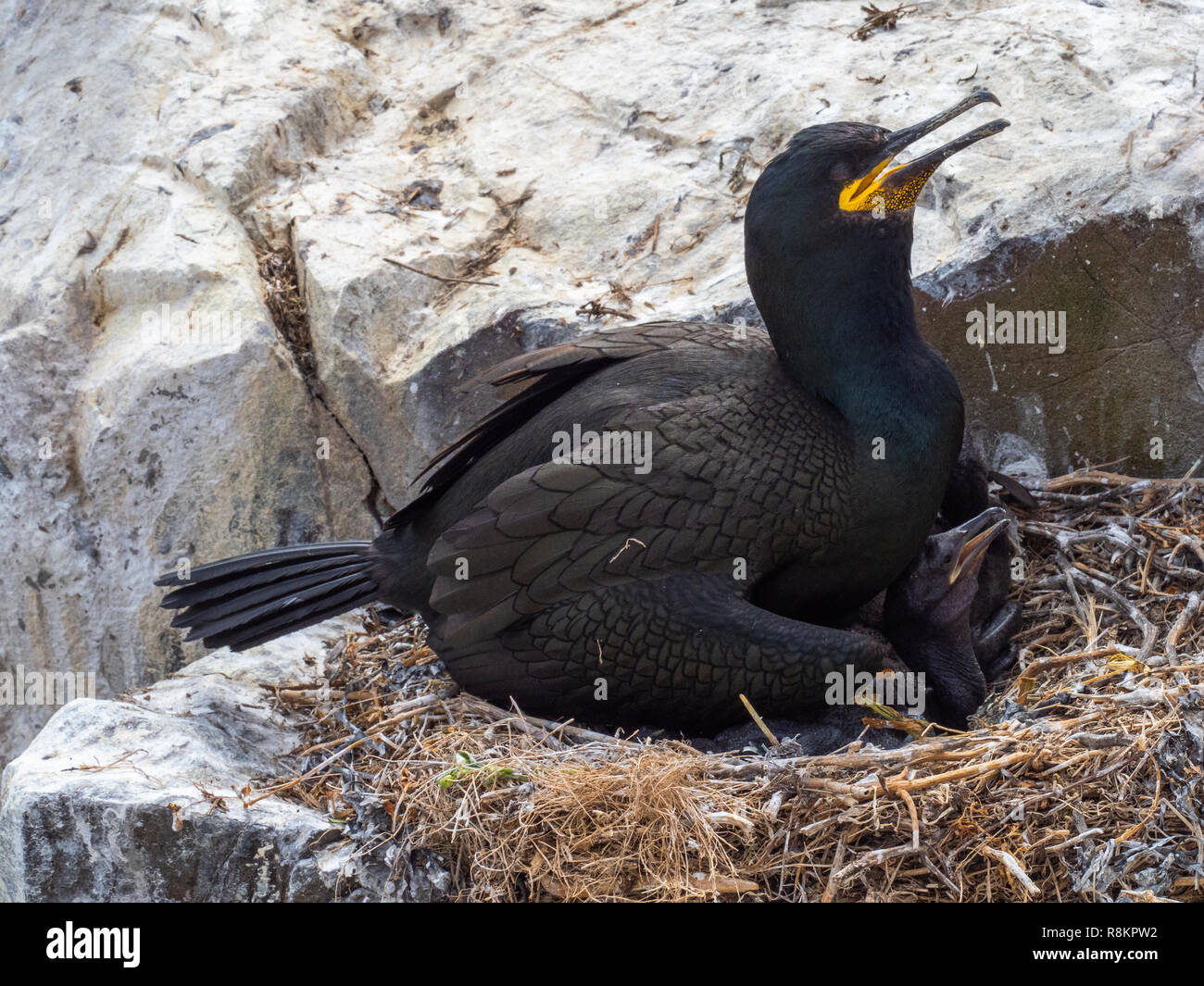 Shag on a Nest Stock Photo - Alamy
