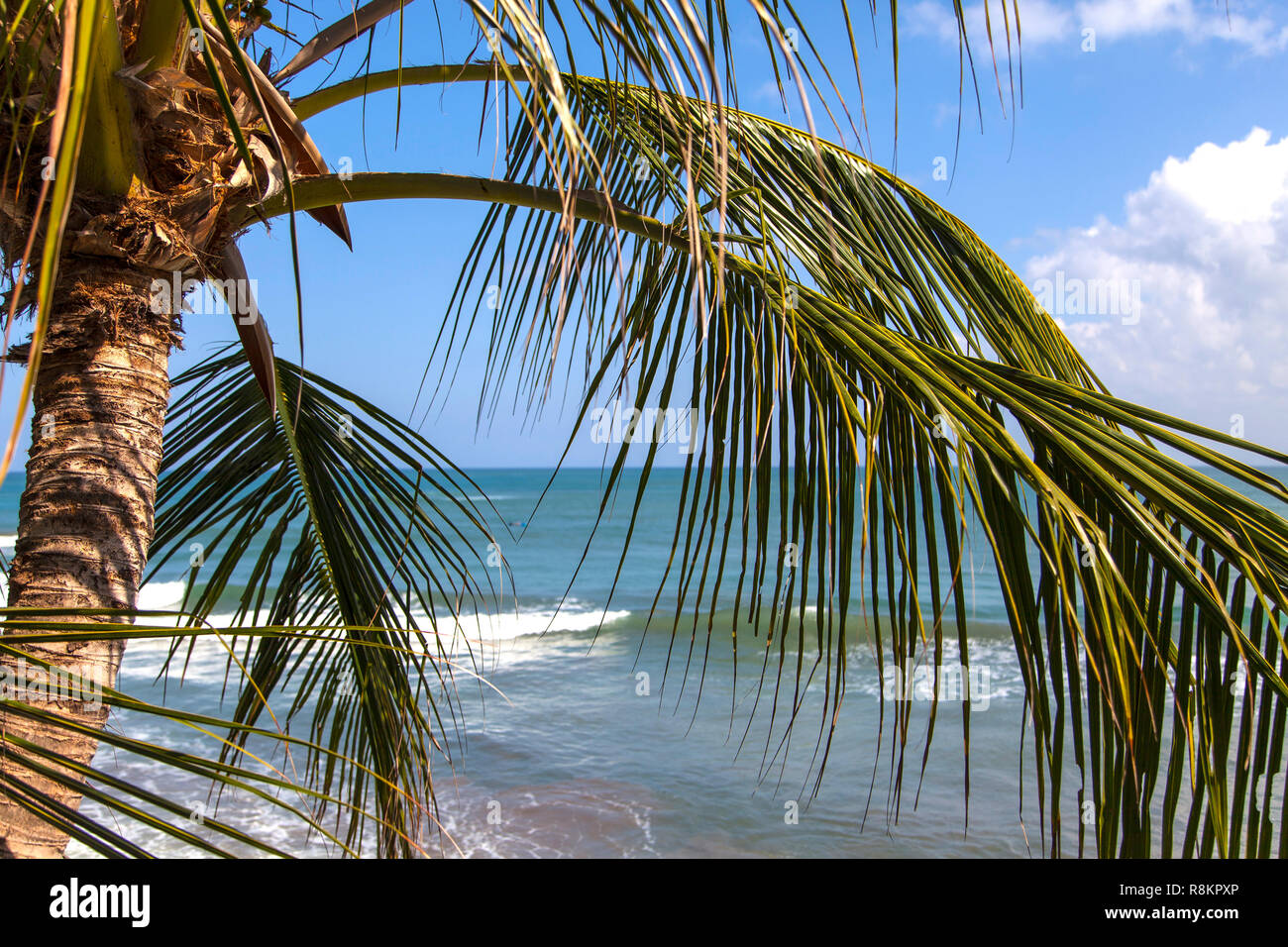 indonesia bali, kuta beach palm trees ocean view Stock Photo - Alamy