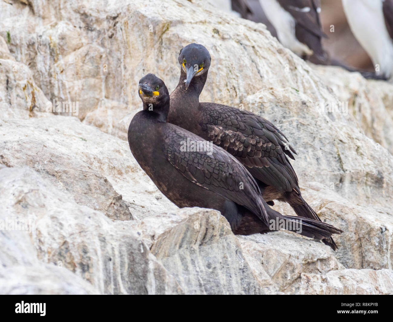 Two Shags ( Phalacrocorax aristotelis ). Farne Islands Stock Photo - Alamy
