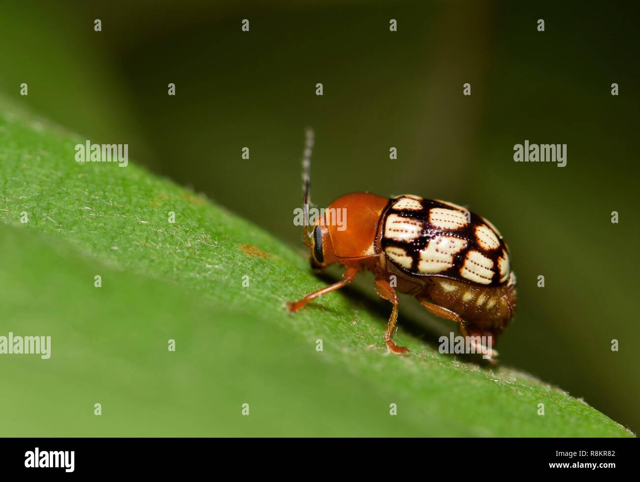 Maple Tree Pest High Resolution Stock Photography and Images - Alamy