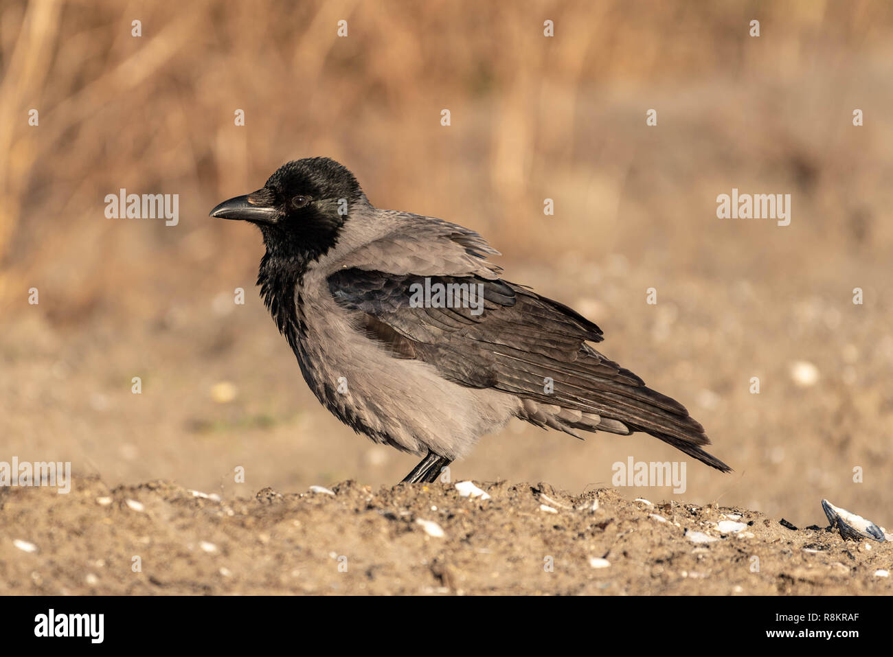 Hooded Crow Stands on Ground Stock Photo - Alamy