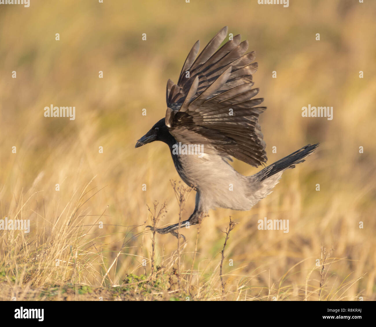 Ireland prepares hi-res stock photography and images - Alamy