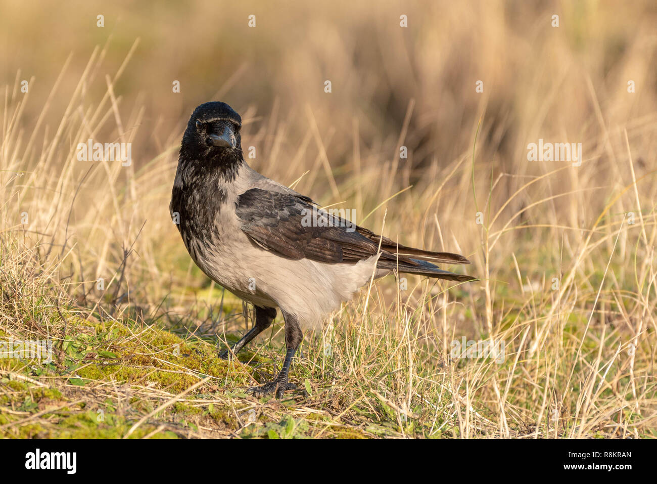 Hooded Crow Stands on Ground Stock Photo - Alamy