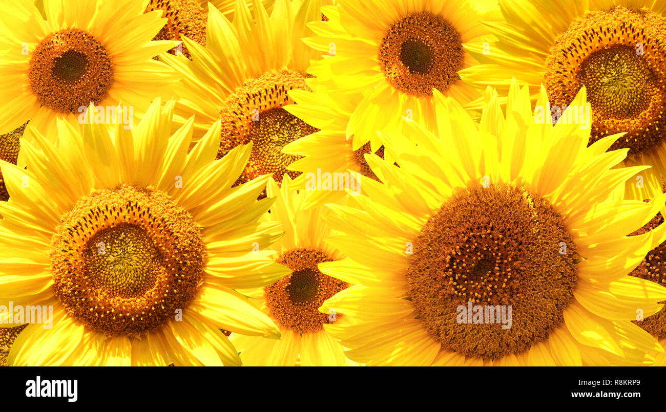Horizontal background with sunflowers Stock Photo - Alamy